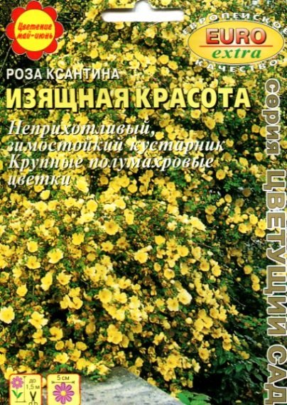 Роза ксантина Изящная красота